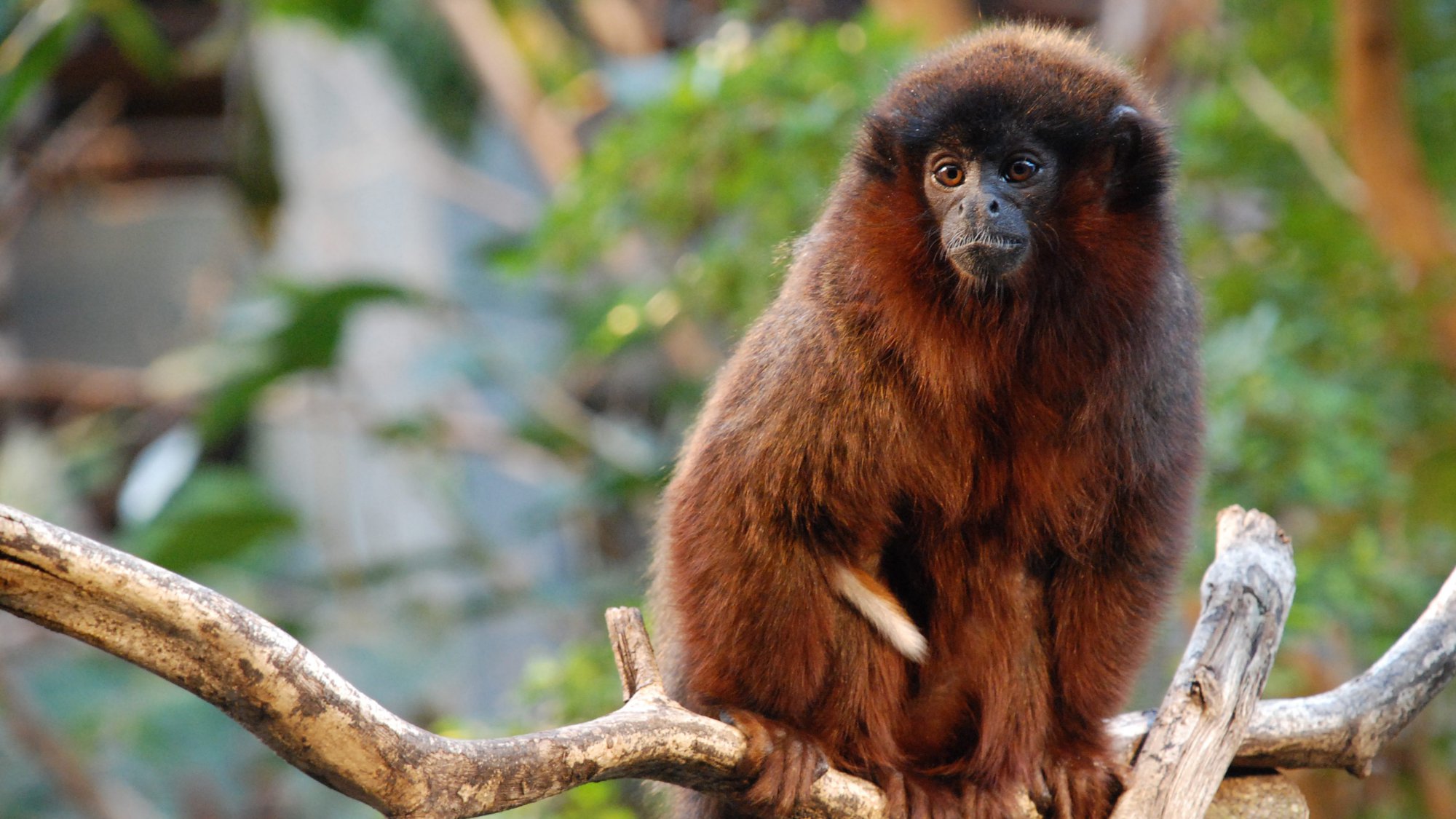 Le scimmie titi del Perù sono tra gli animali più fedeli al mondo ...
