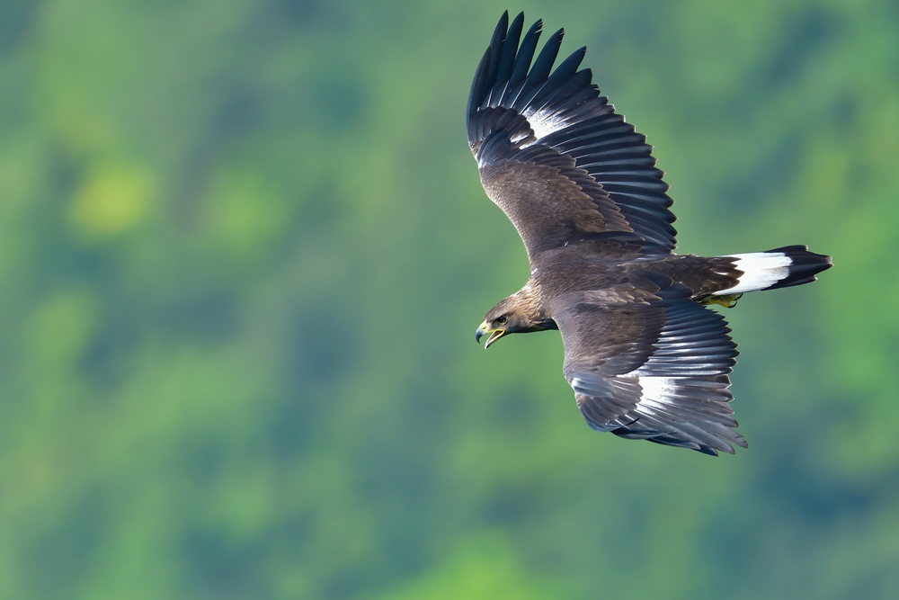 Il piombo avvelena i rapaci italiani ed europei - Federazione Nazionale ...
