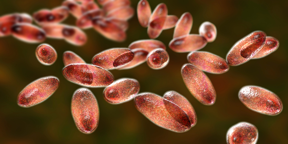 L’epidemia di peste del XIV secolo raggiunse anche il Sud Italia ...