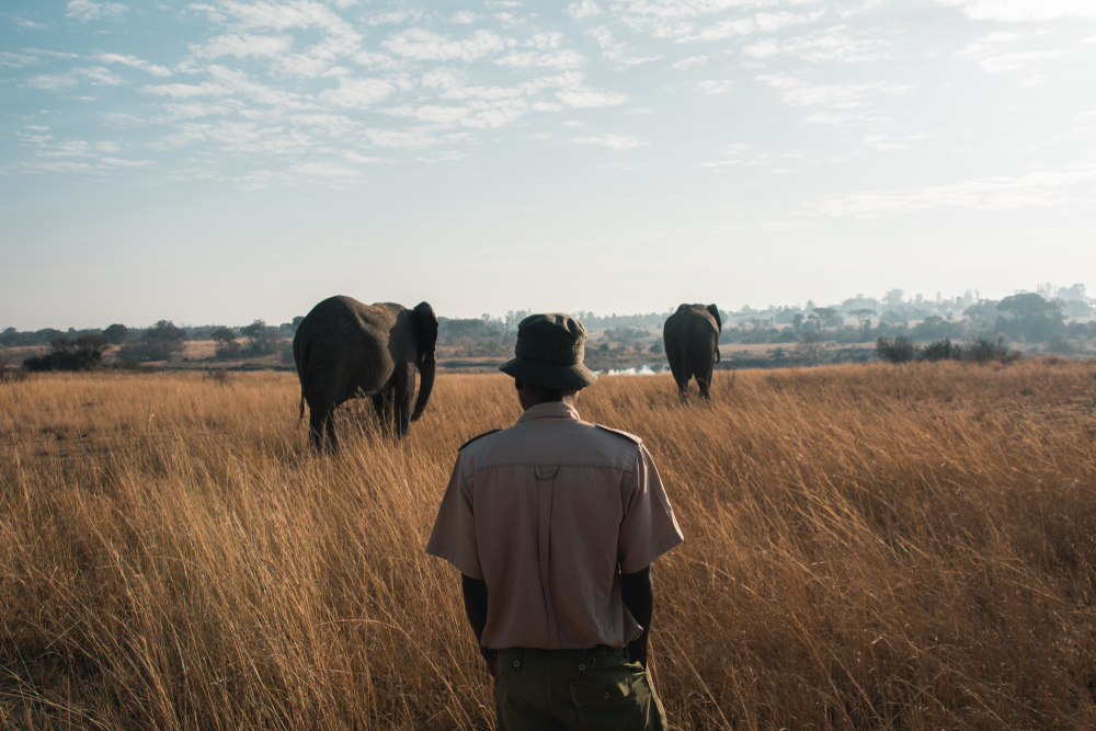 Wwf: l’Italia crocevia del bracconaggio e del traffico di specie ...