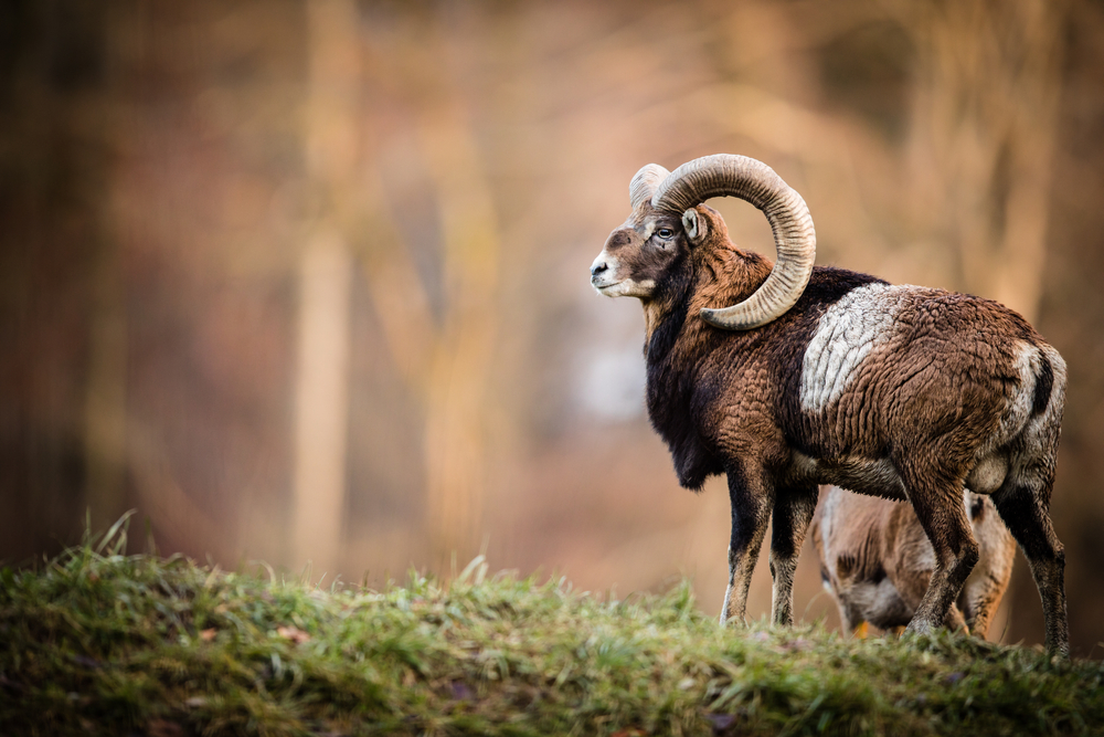 Catture dei mufloni del Giglio con i lacci: alto tasso di mortalità ...